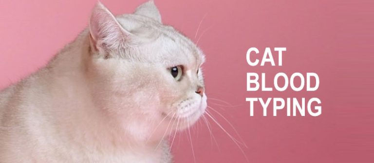 Cat blood typing and blood types of domestic cats - Ringbio